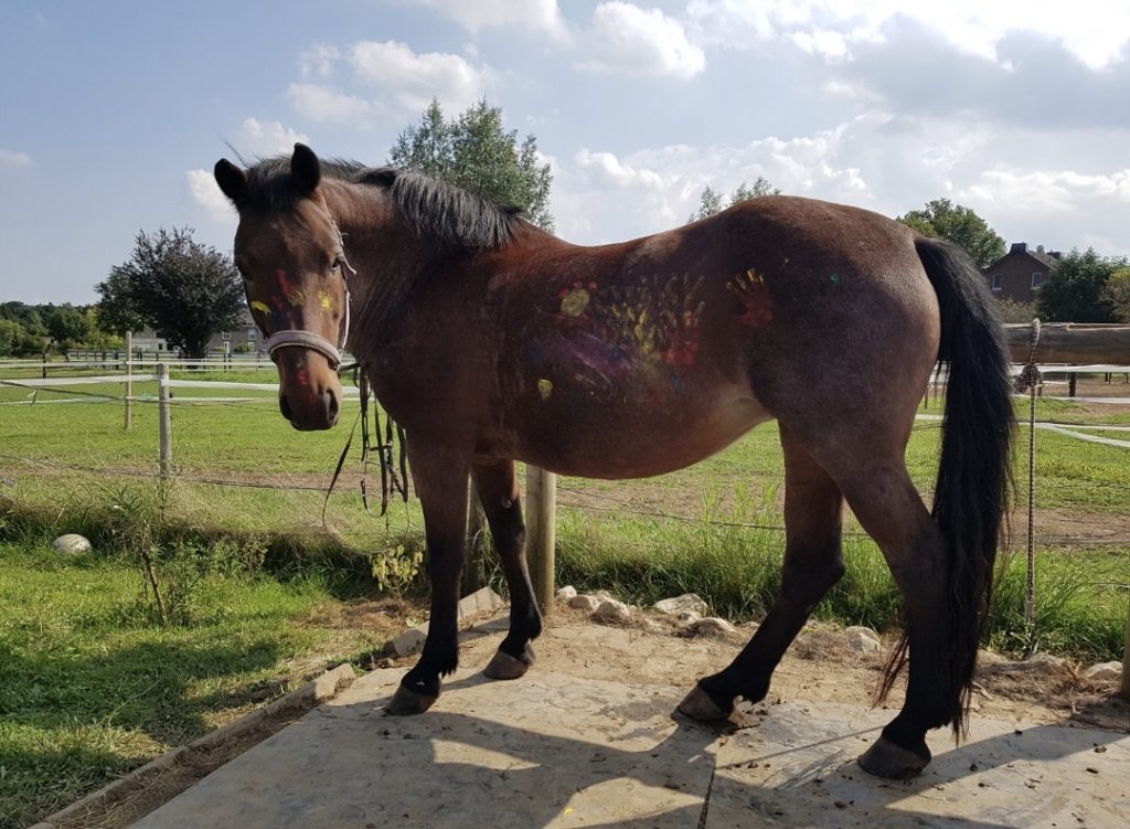 Ranch of Trust, Daniela Schmitz - Pony-Führerschein©