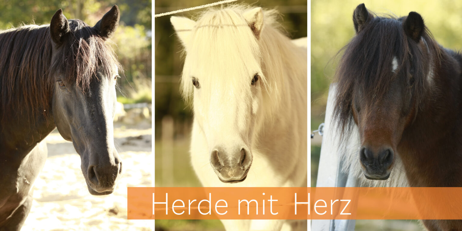 HERDE MIT HERZ – Bewegtes Lernen am Pferd - Pony-Führerschein©